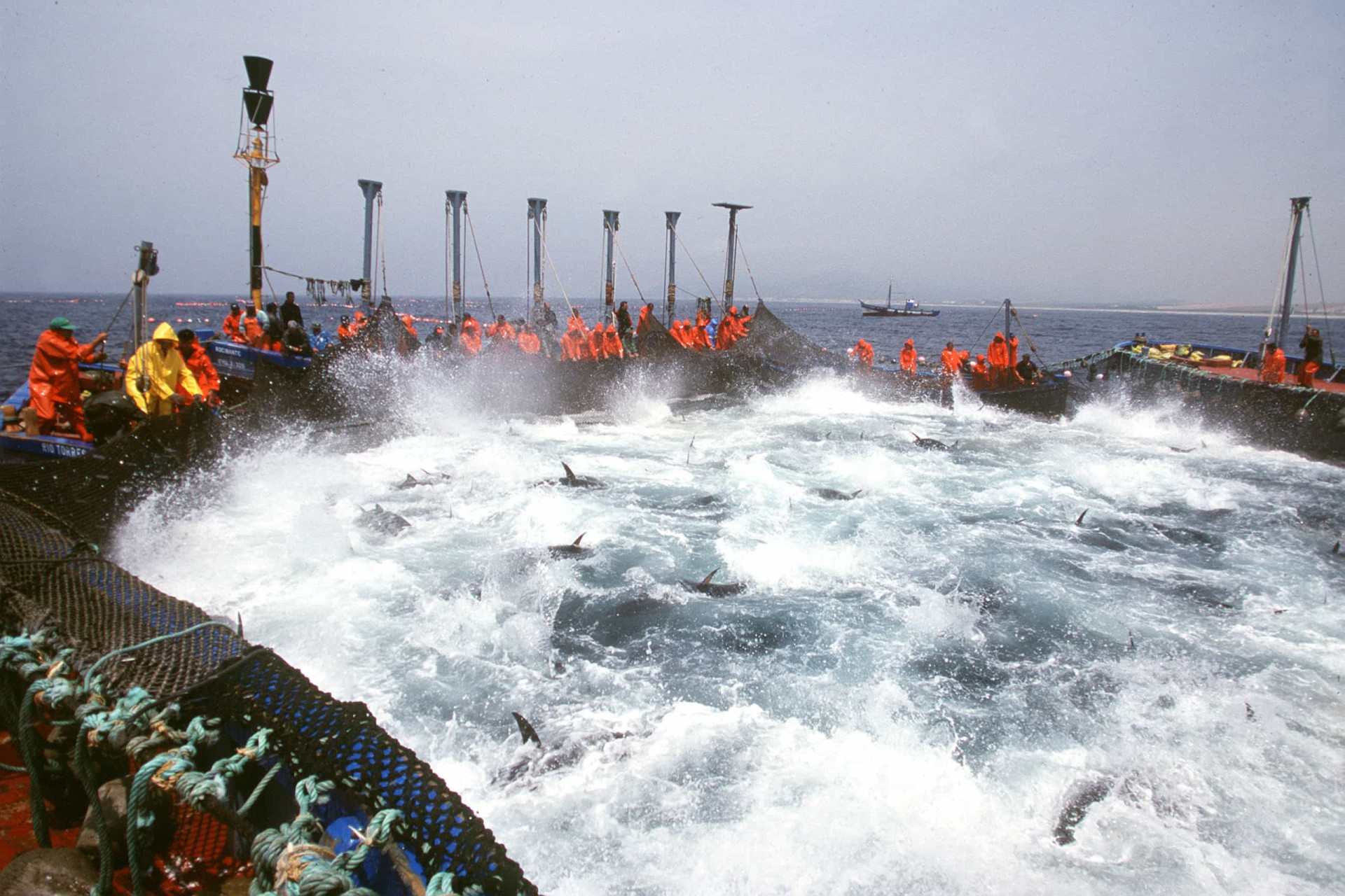 Is it still safe to eat tuna?