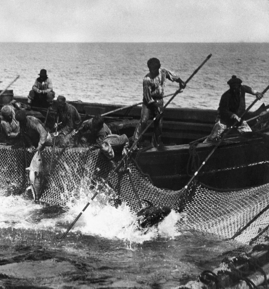 Is it still safe to eat tuna?