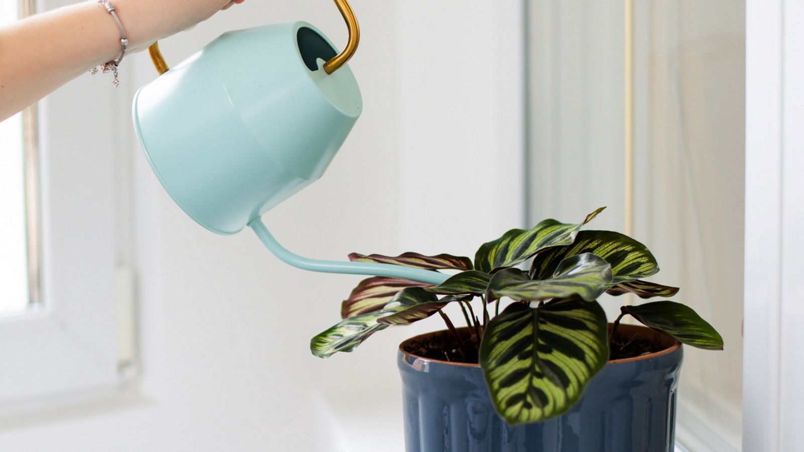 Plant experts say this one mistake is causing your calathea to droop ...