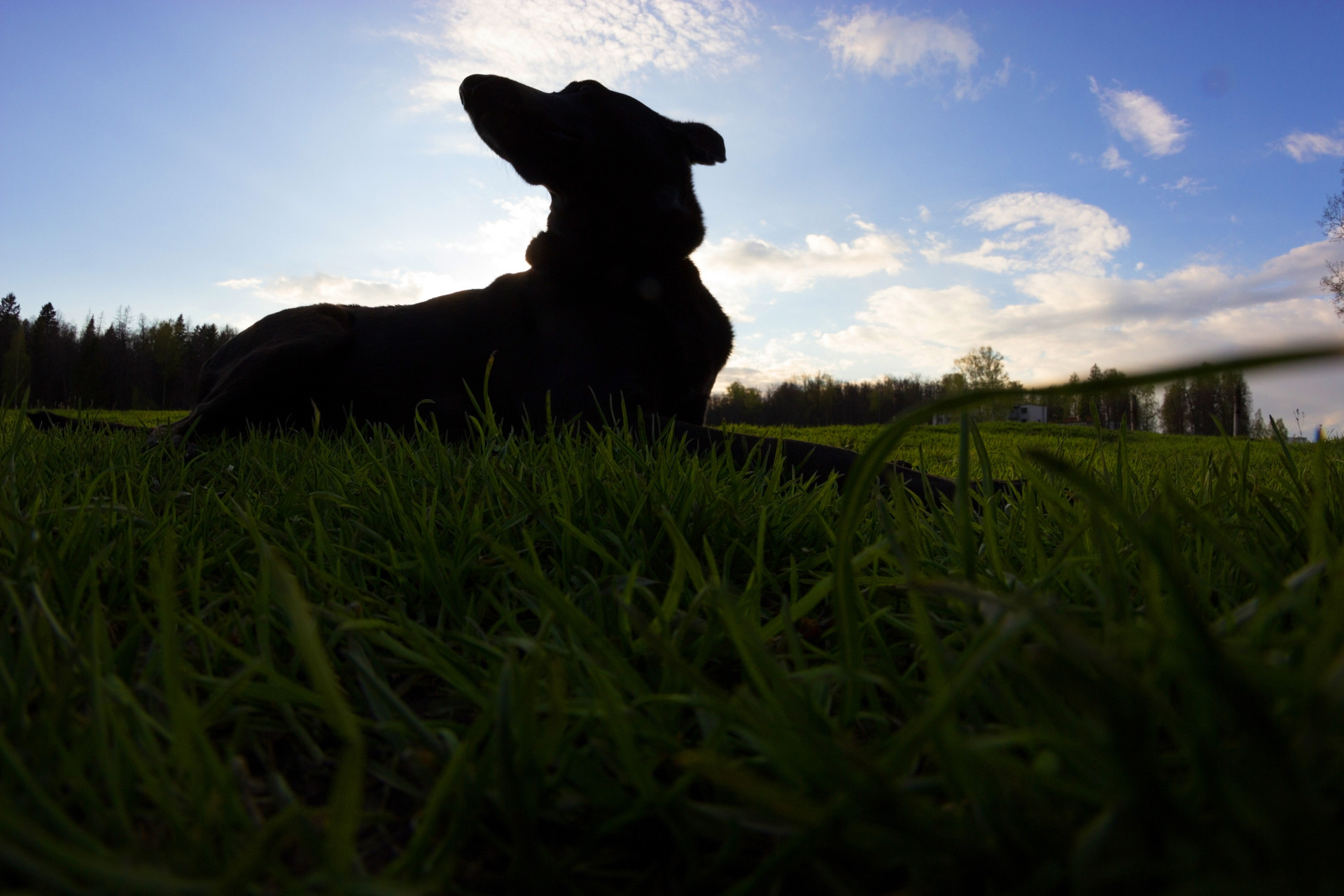 Canine cognitive dysfunction: what happens when your dog develops ...