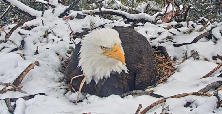 First ‘pip’ confirmed for Big Bear bald eagles Jackie and Shadow