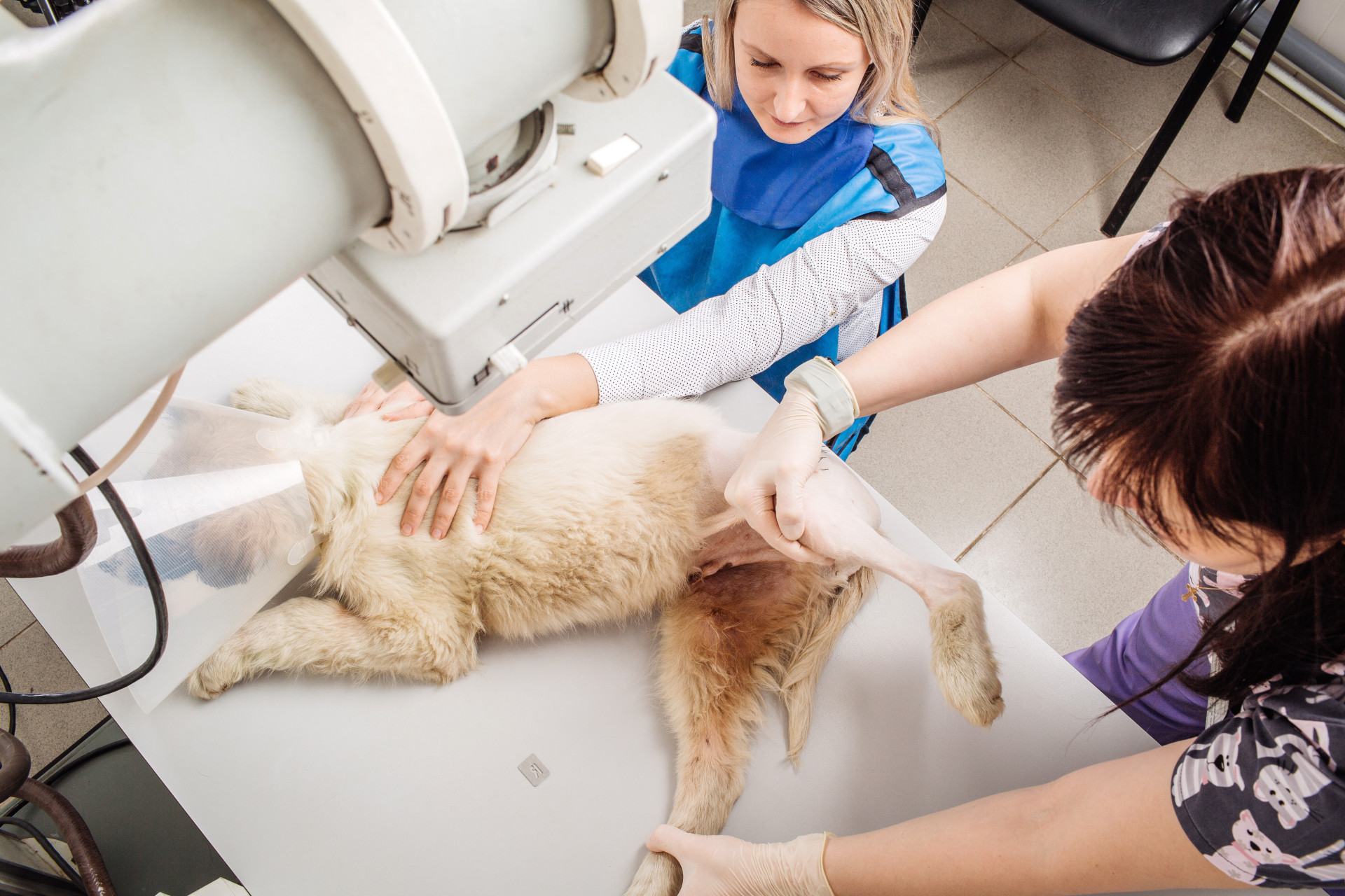 Canine cognitive dysfunction: what happens when your dog develops ...