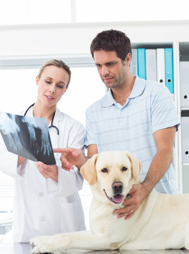 Canine cognitive dysfunction: what happens when your dog develops ...