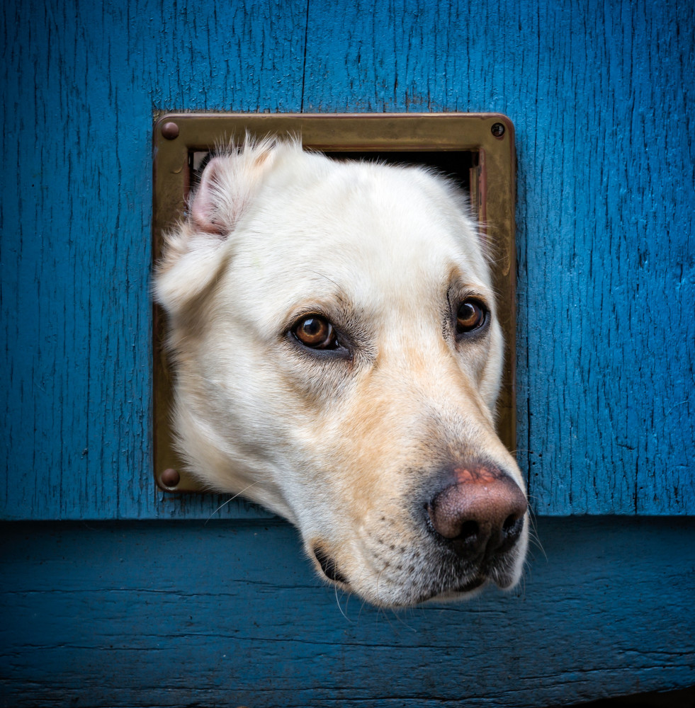 Canine cognitive dysfunction: what happens when your dog develops ...