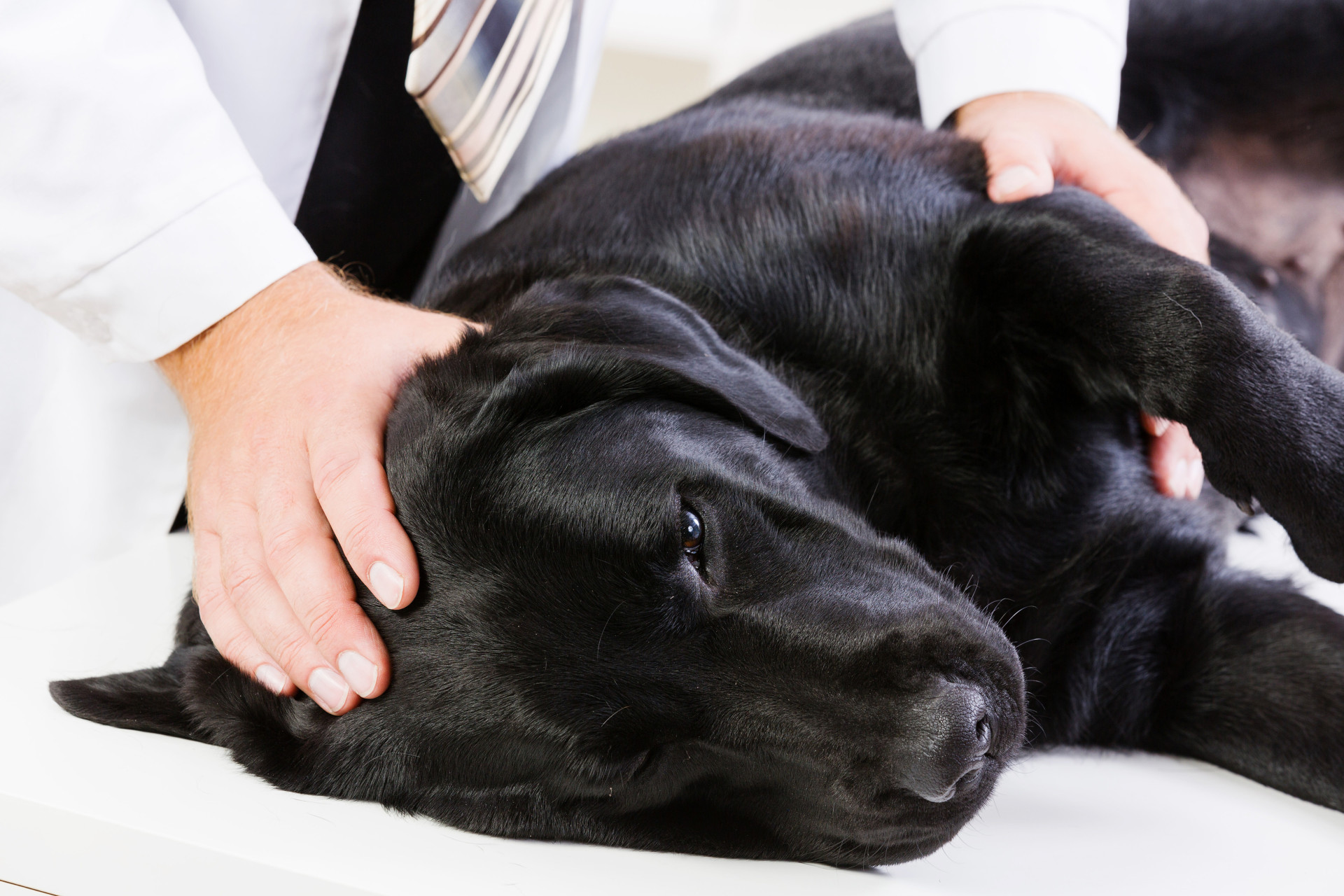 Canine cognitive dysfunction: what happens when your dog develops ...