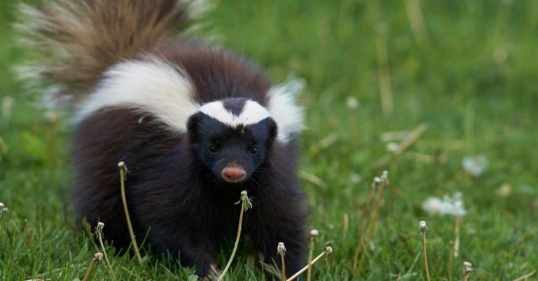Badger vs Skunk: How to Spot the Differences and Where You Might ...