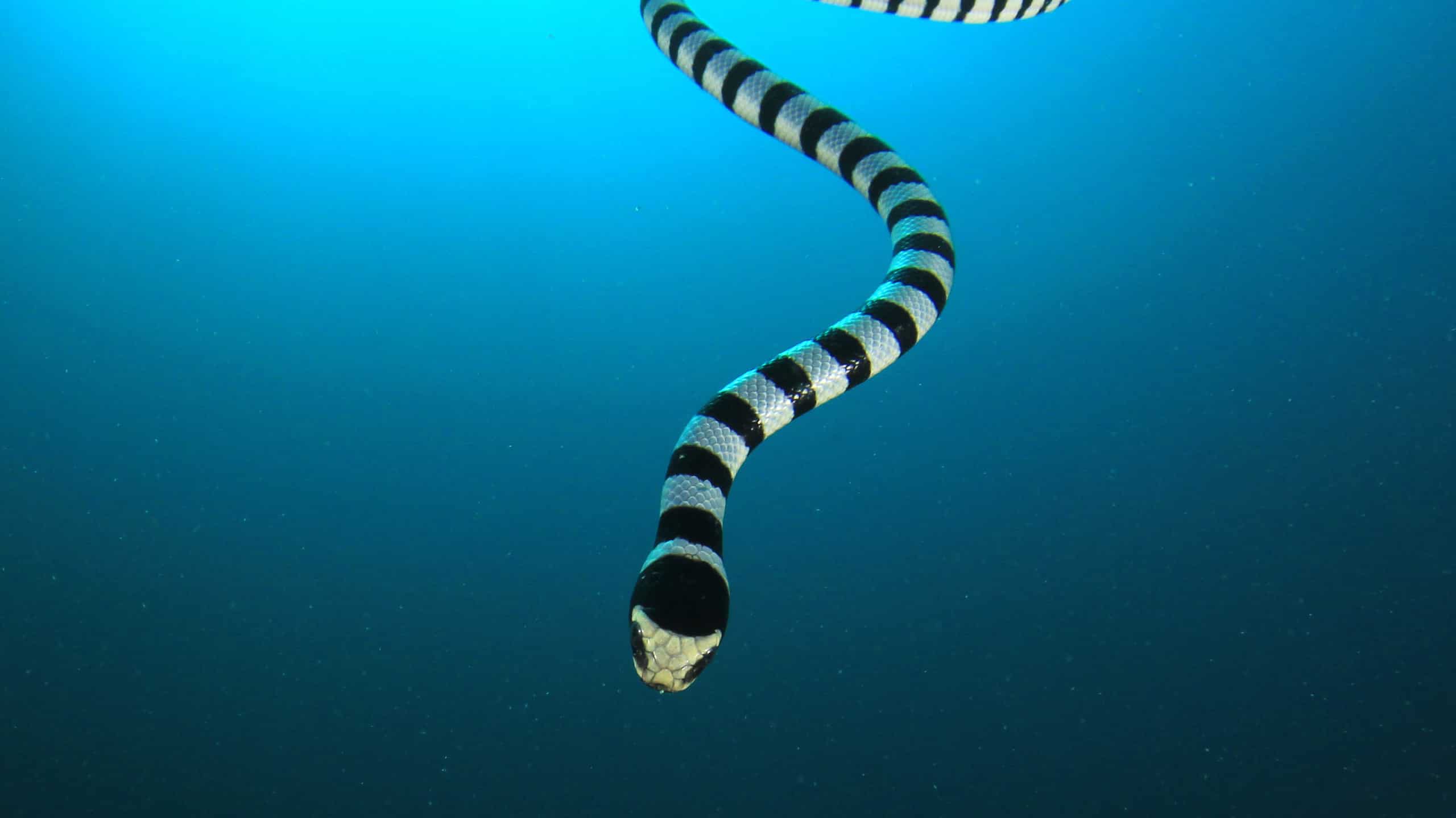 The 35 Most Colorful Snakes You’ll Find on Earth