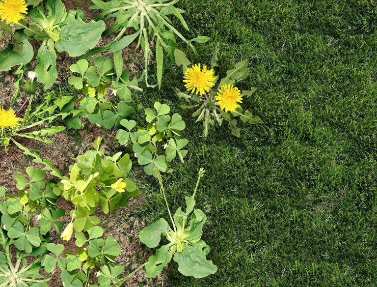 Identifying and Eliminating Common Spring Lawn Weeds Identifying and Eliminating Common Spring Lawn Weeds