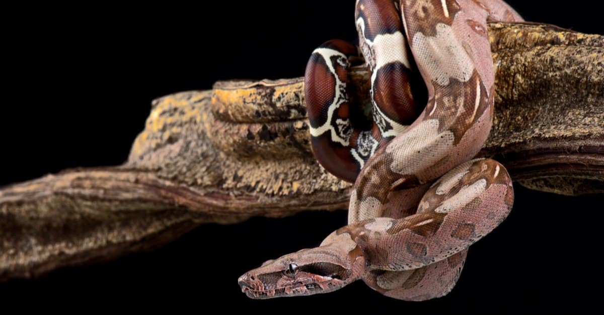 10 of the Most Common Animals in the Amazon Rainforest