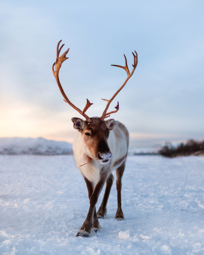 Can reindeer help fight climate change?