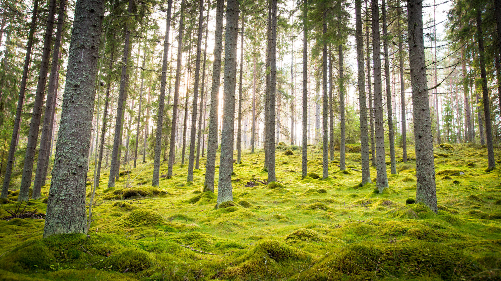 Can reindeer help fight climate change?