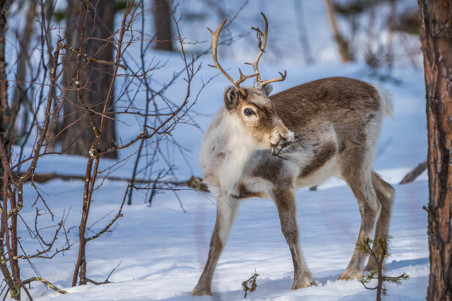Can reindeer help fight climate change?