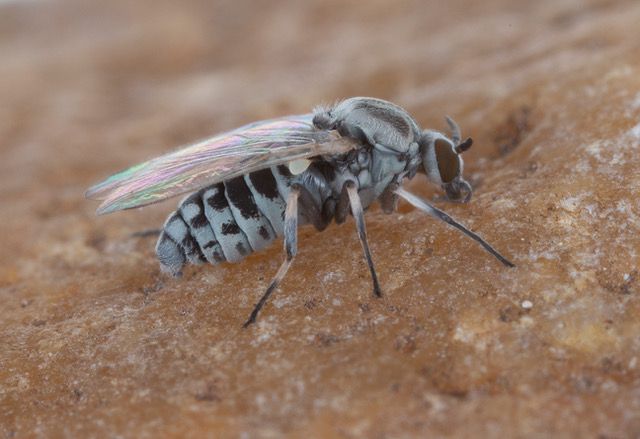 How To Keep Black Flies Away, According To Experts