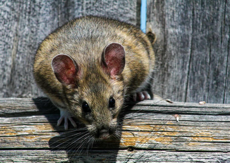 Could climate change shift where rodent-borne viruses show up?