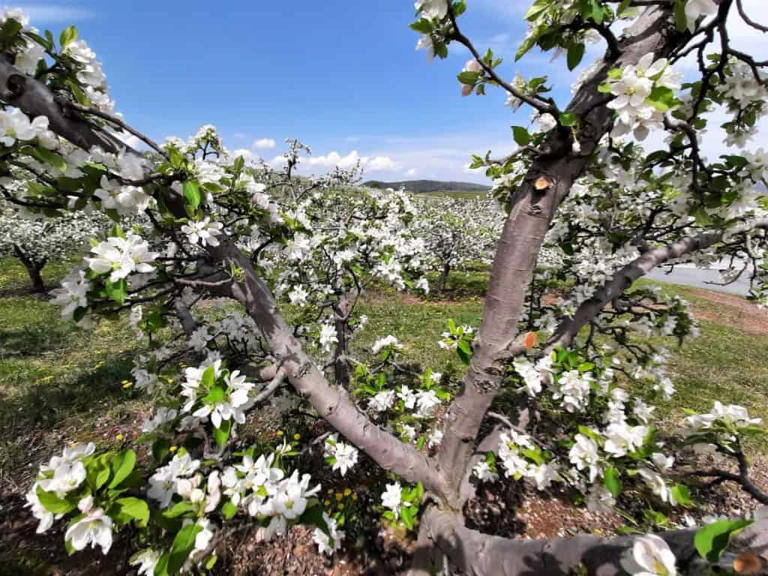 Secret Gettysburg Road Trip Reveals Stunning Fruit Blossom Views 🌸