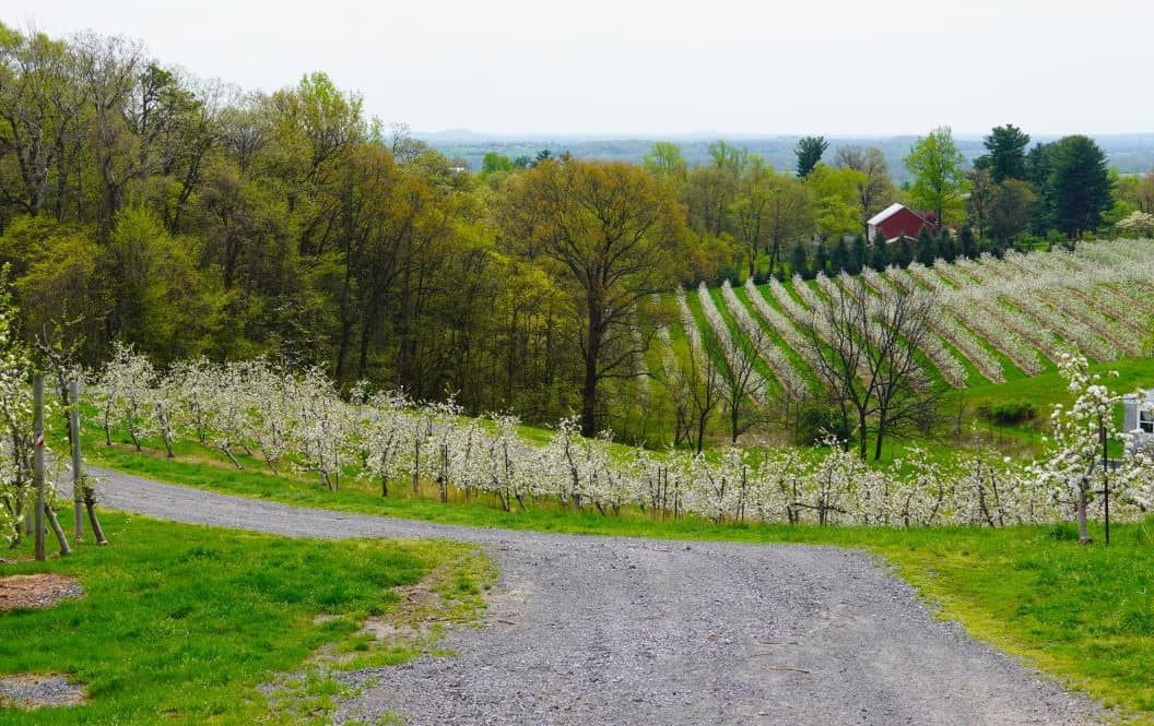 Secret Gettysburg Road Trip Reveals Stunning Fruit Blossom Views рџњё