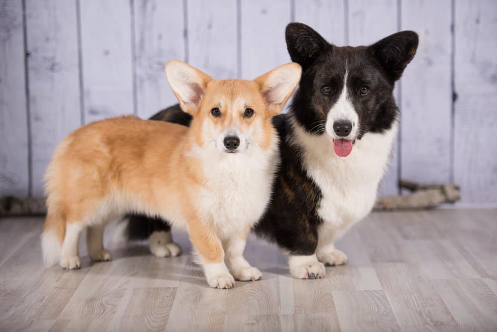 The Top Therapy Dog Breeds