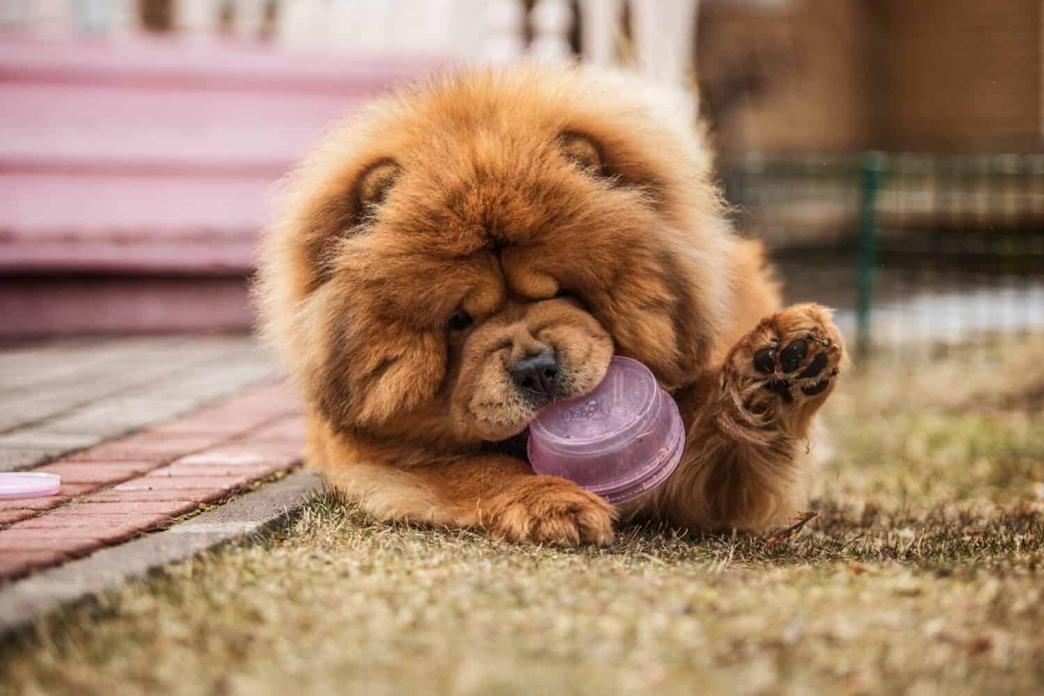 The Ultra Luxurious Dog Breed That Sold for $2 Million