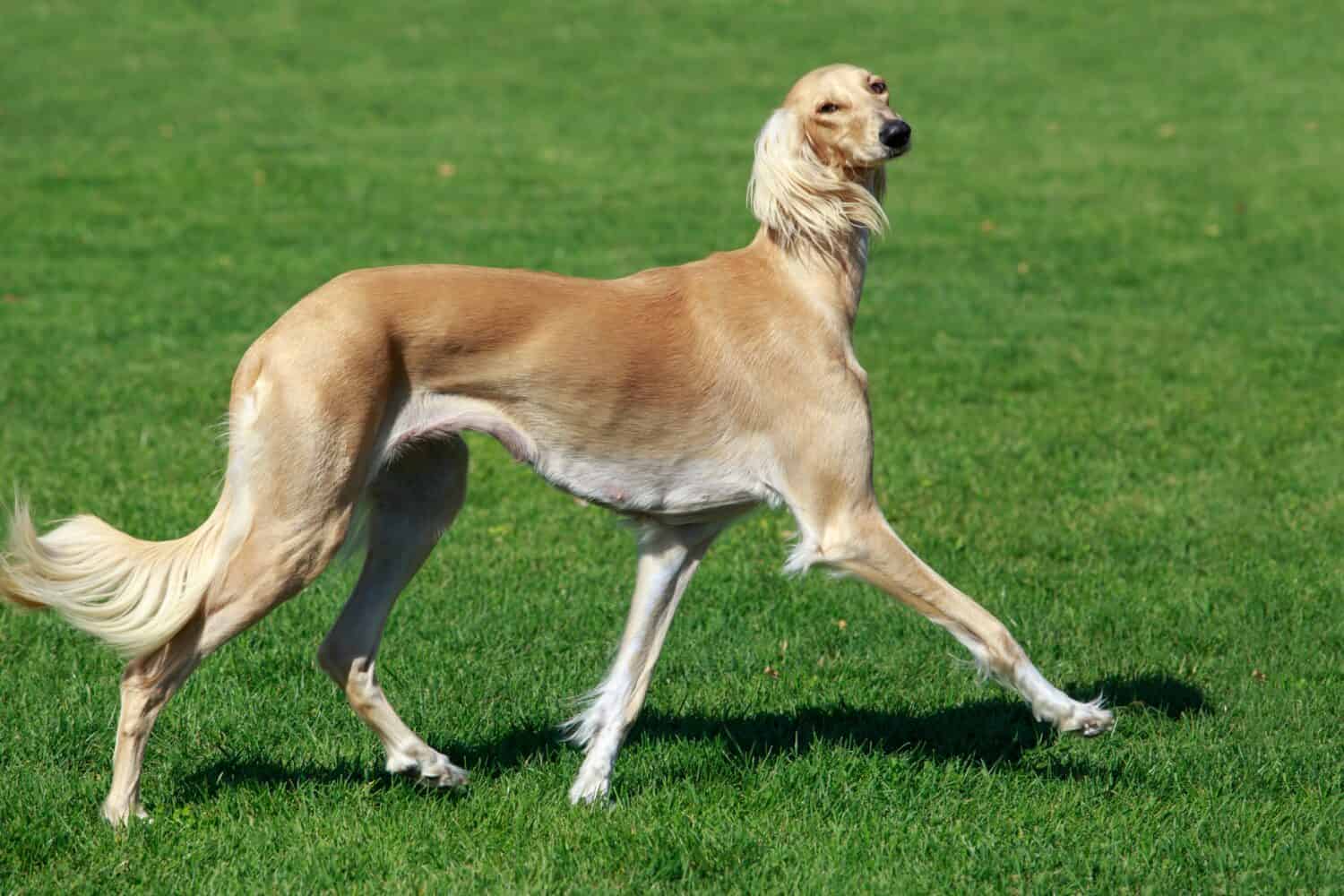 The Ultra Luxurious Dog Breed That Sold for $2 Million