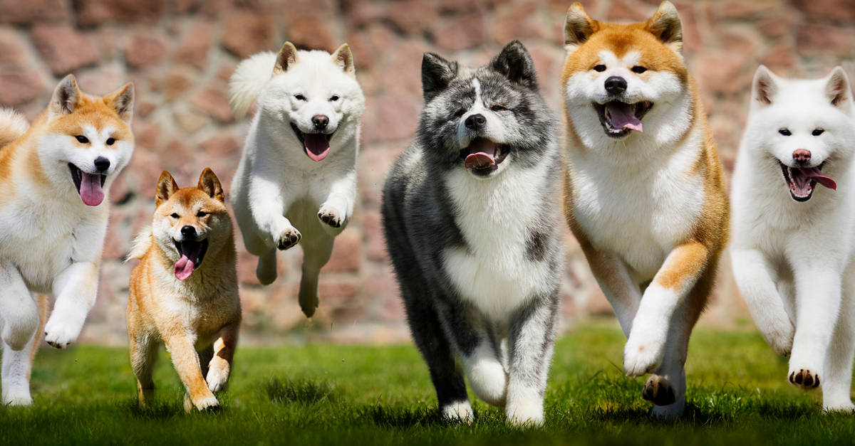 The Ultra Luxurious Dog Breed That Sold for $2 Million