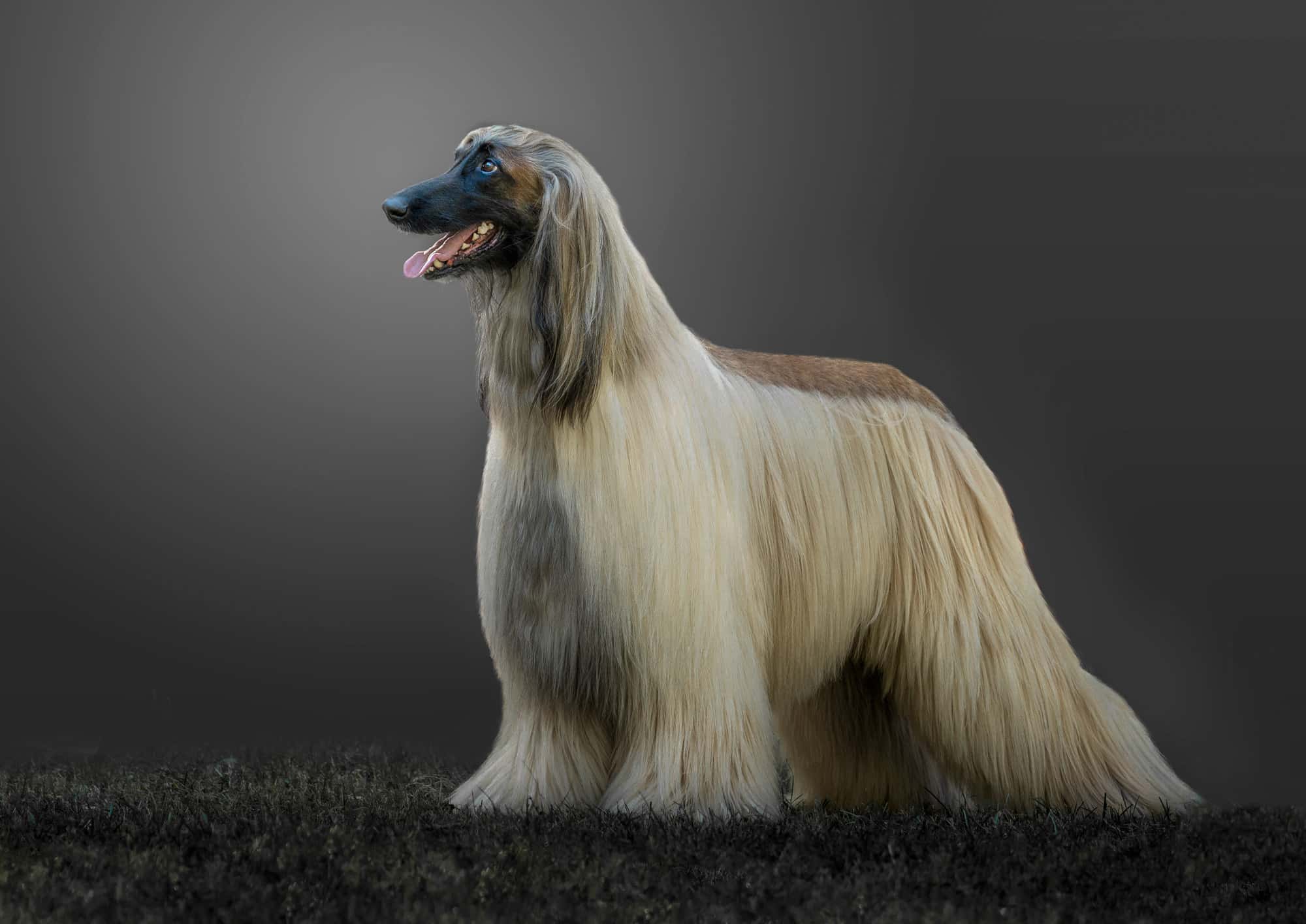 The Ultra Luxurious Dog Breed That Sold for $2 Million