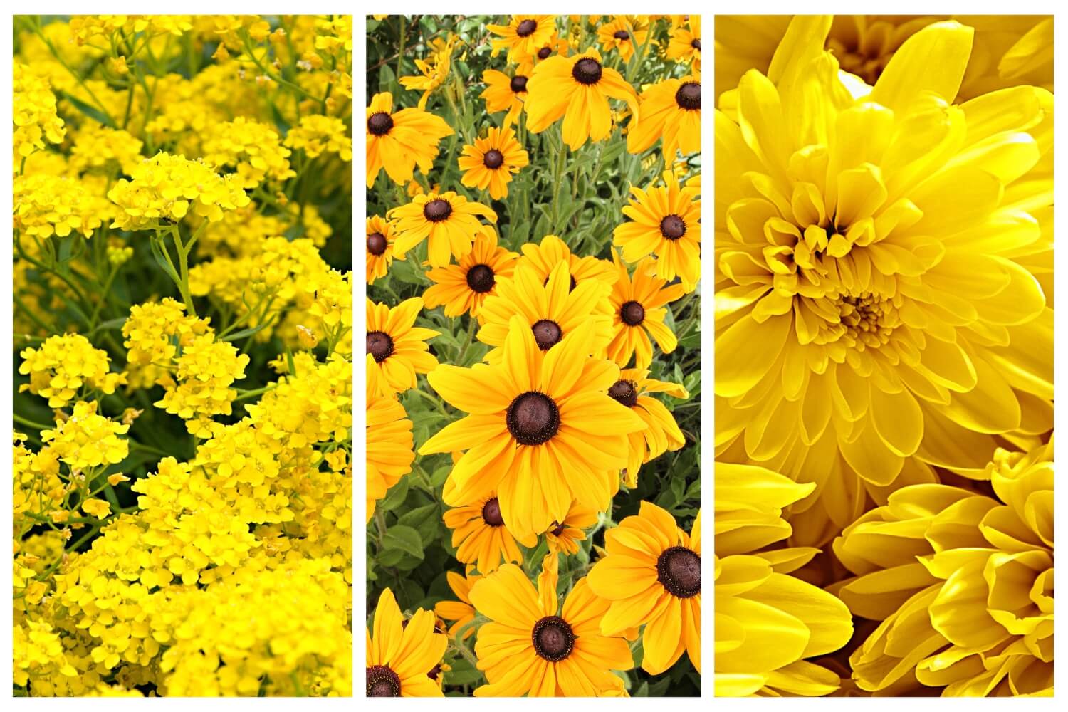 55 Cheerful Yellow Flowers to Brighten Your Garden (with Photos!)