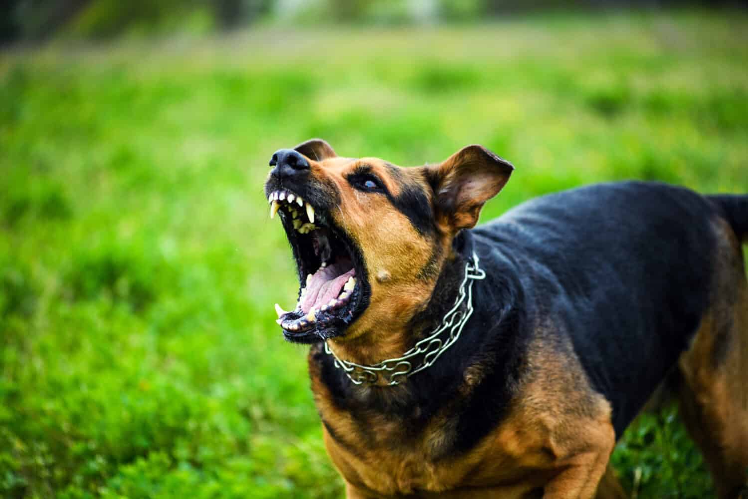 The 8 Scariest Dog Breeds