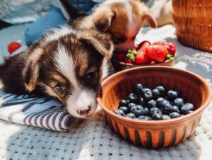 6 best fruits and vegetables to add to your dog's diet