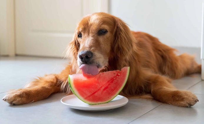 6 best fruits and vegetables to add to your dog's diet