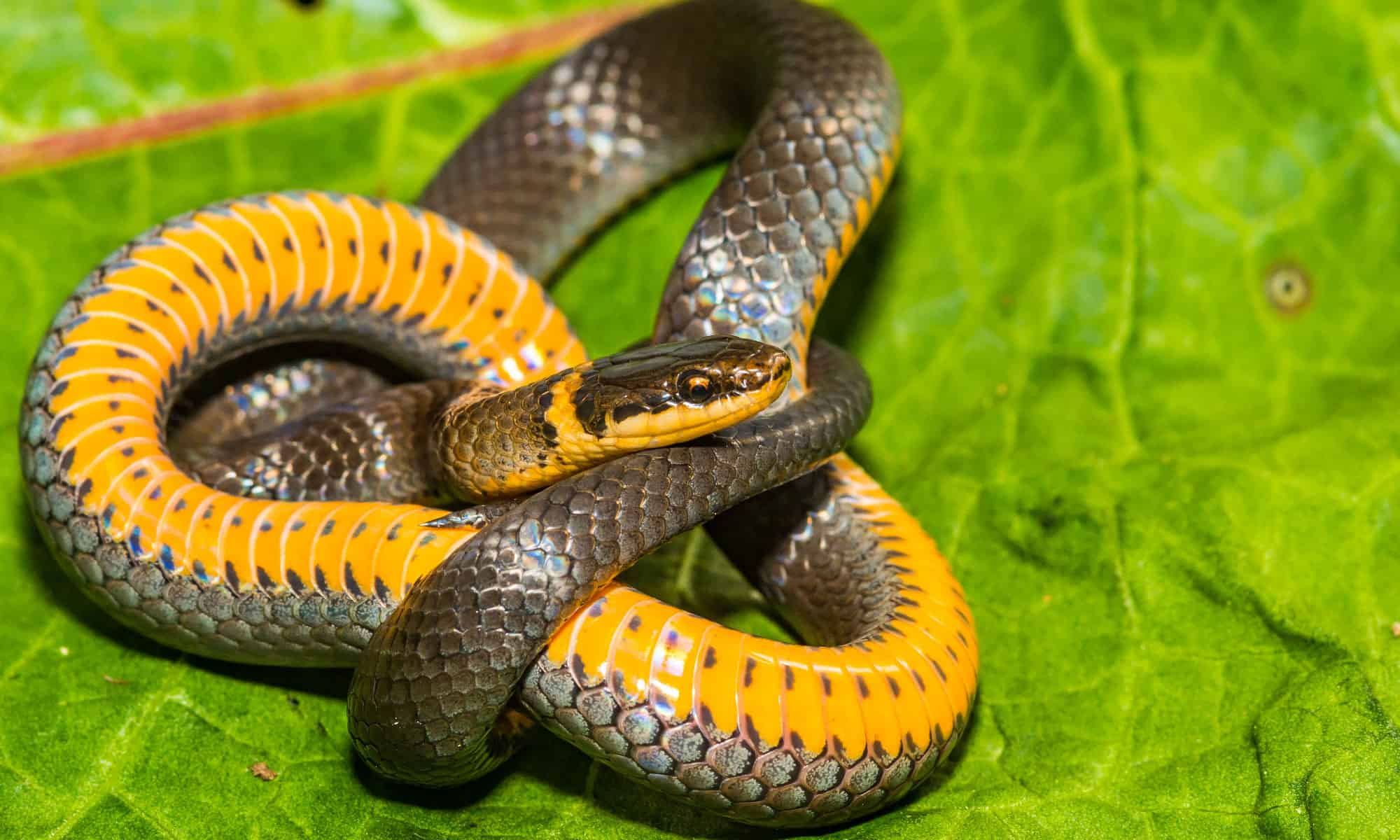 These Are the Weirdest Snakes Found in America