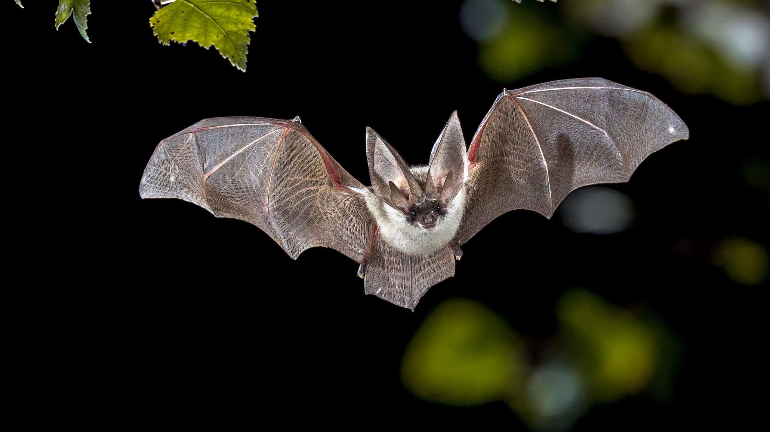 The 13 Most Common Bat Types in Ohio and The Risks They Pose