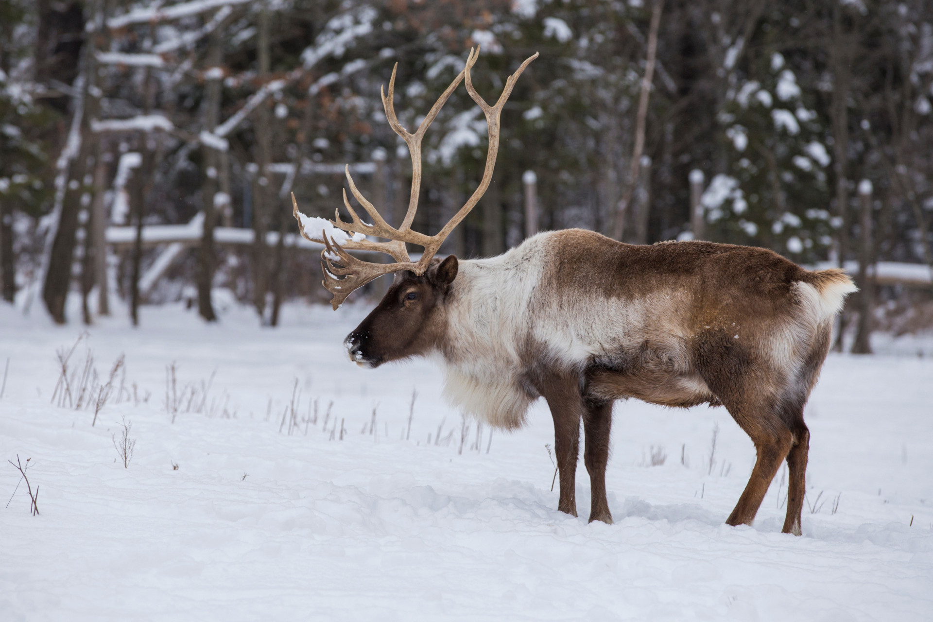 North America's most endangered animals
