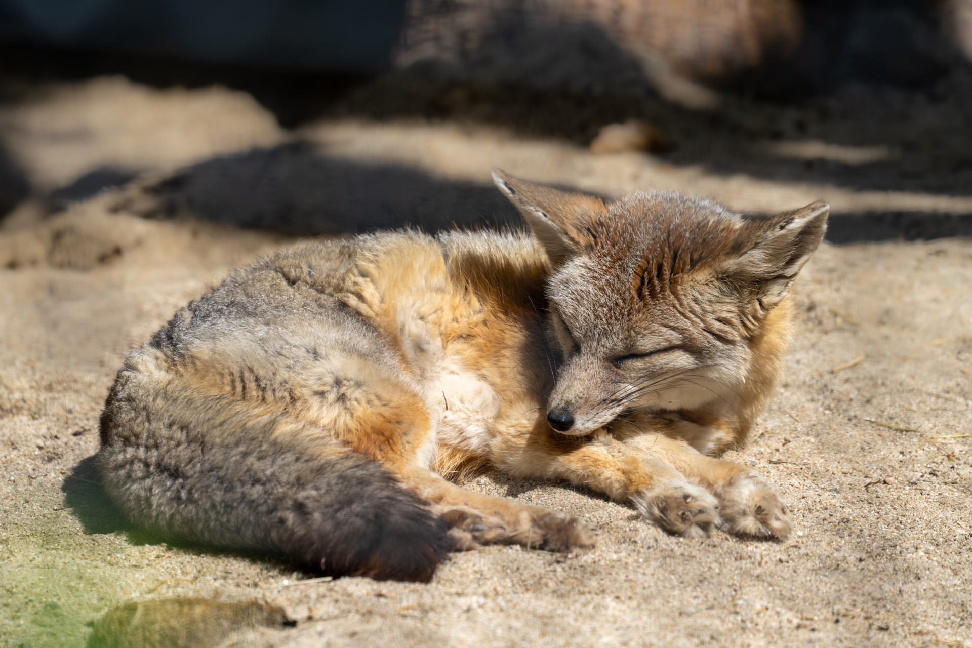 North America's most endangered animals