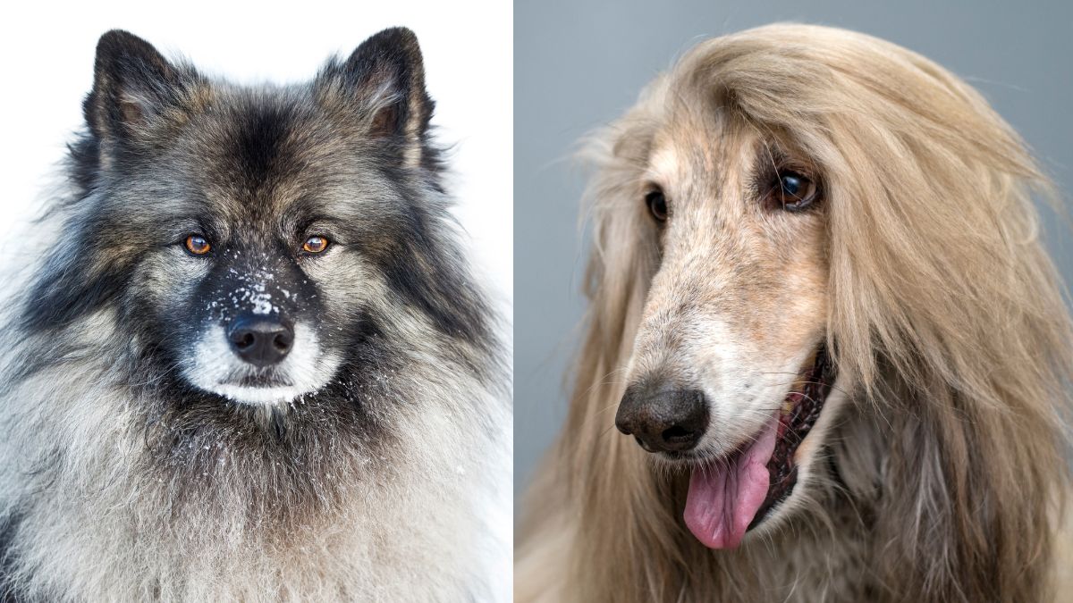 14 Dog Breeds with the Most Luxurious Coats of them All