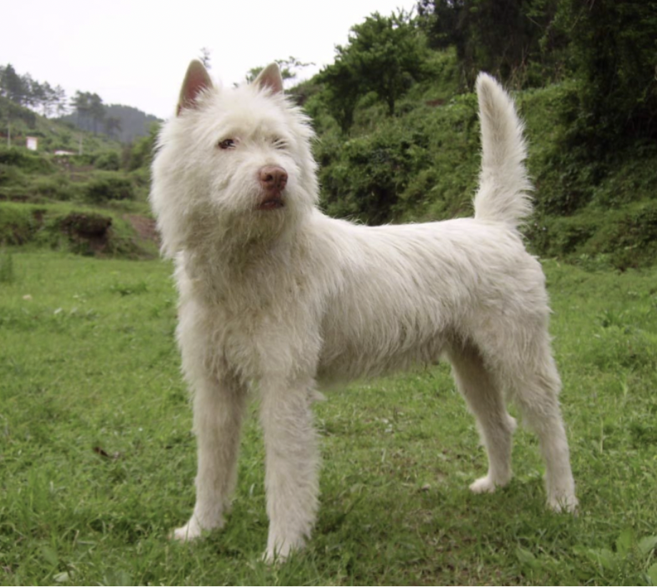 10 Dog Breeds RARELY Seen Outside Their Native Countries
