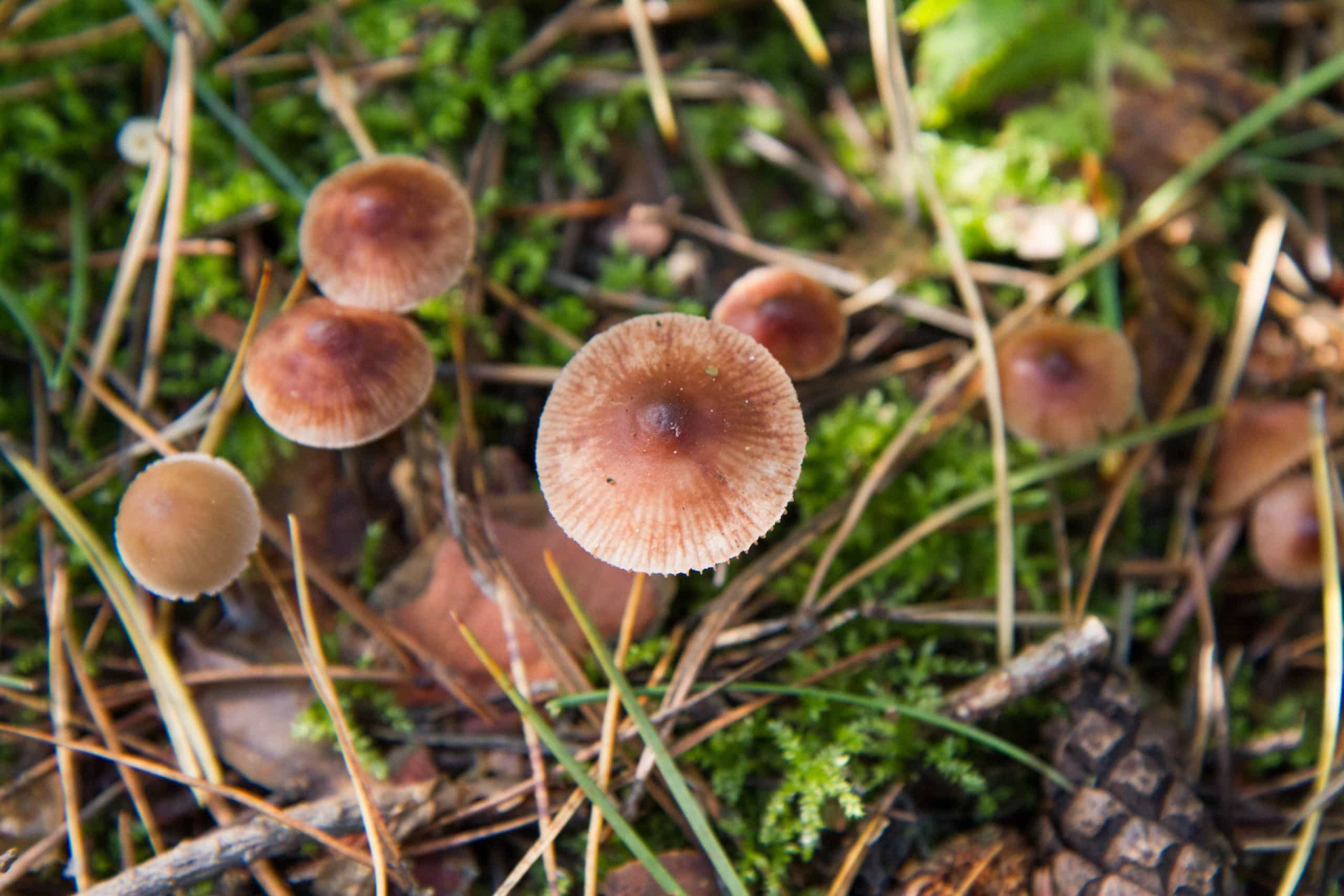 Partir aux champignons : les espèces mortelles