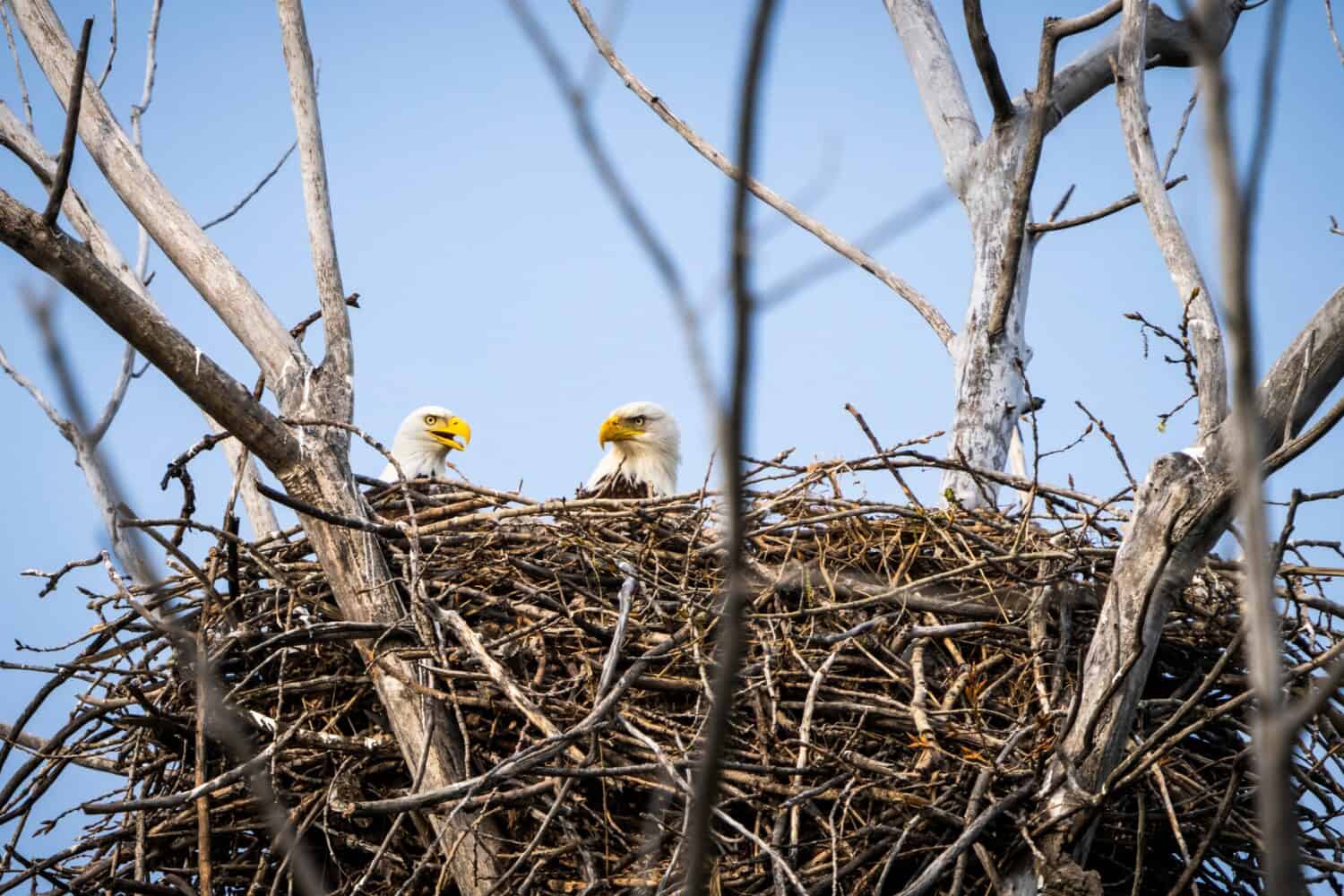 Be Amazed by the Largest Bald Eagle Nest Ever Recorded