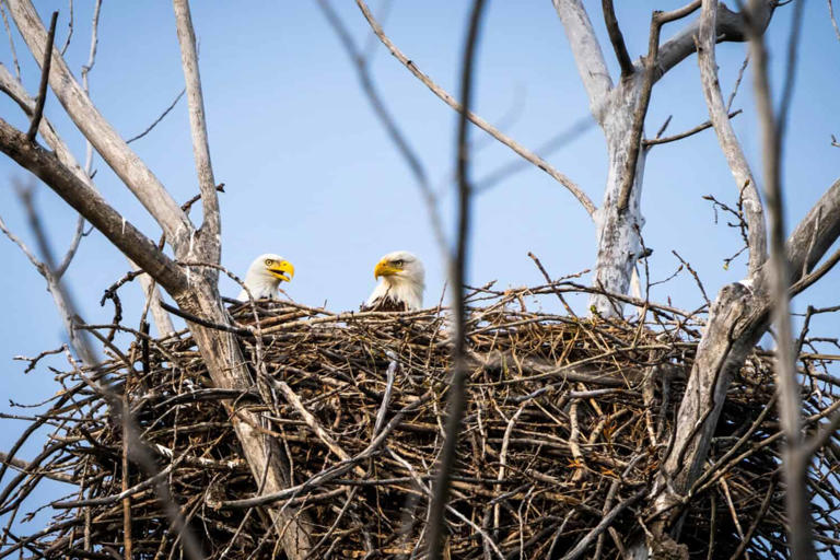 Bald eagle chick born live on camera thrills viewers worldwide