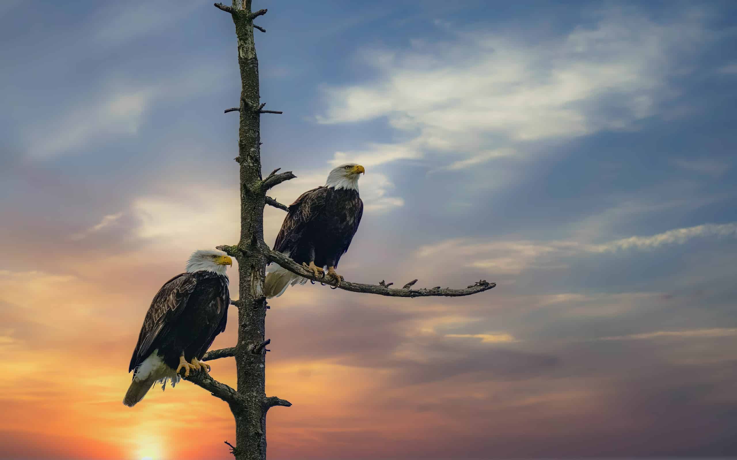 America’s Mascot: The Best Places to See Bald Eagles in the US