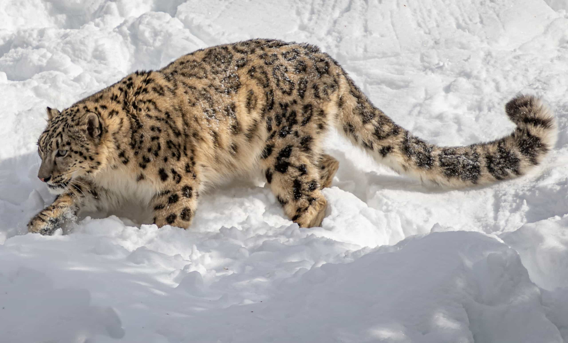 Wildlife with the longest tails