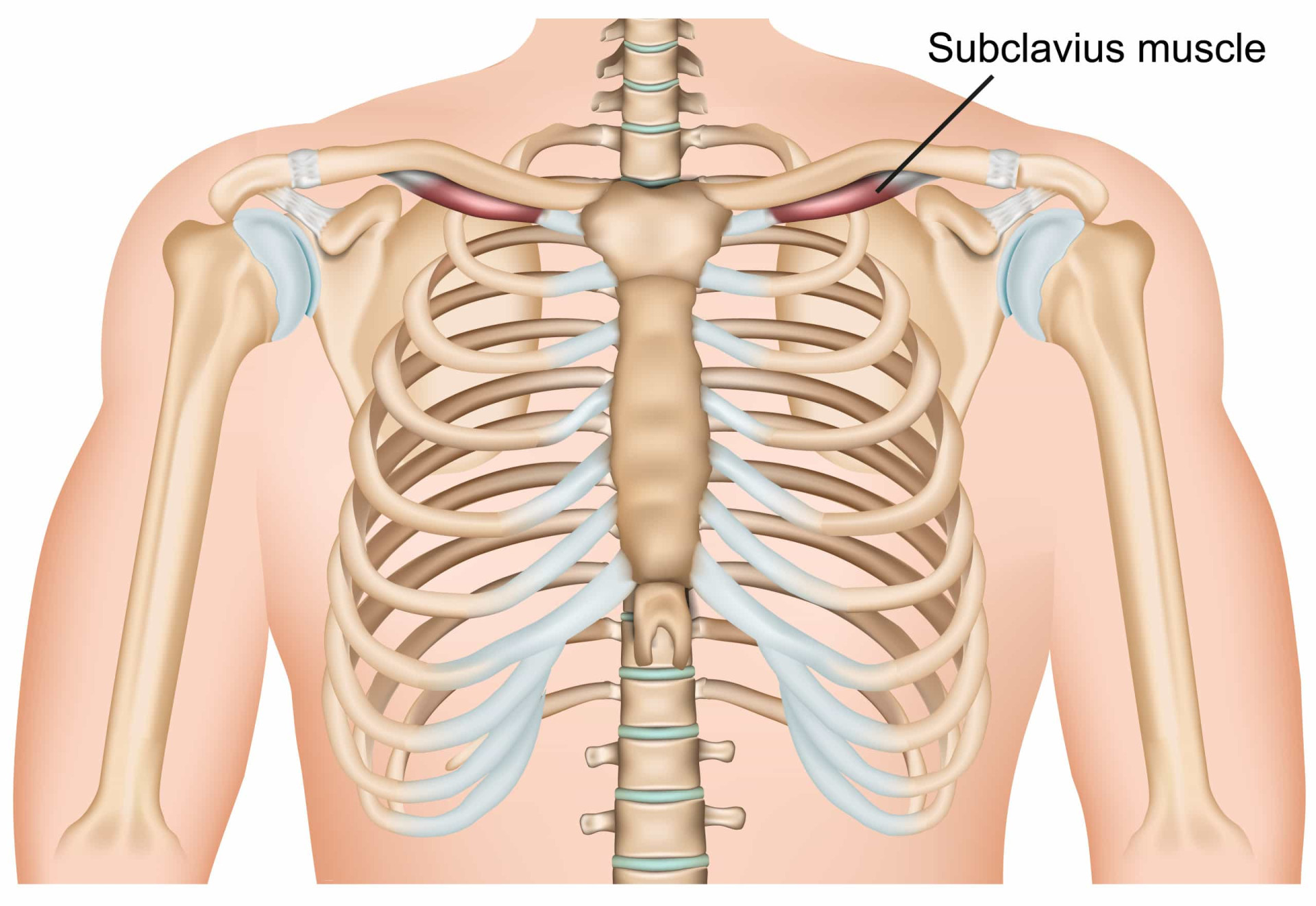 Les preuves de l'évolution visibles dans votre anatomie