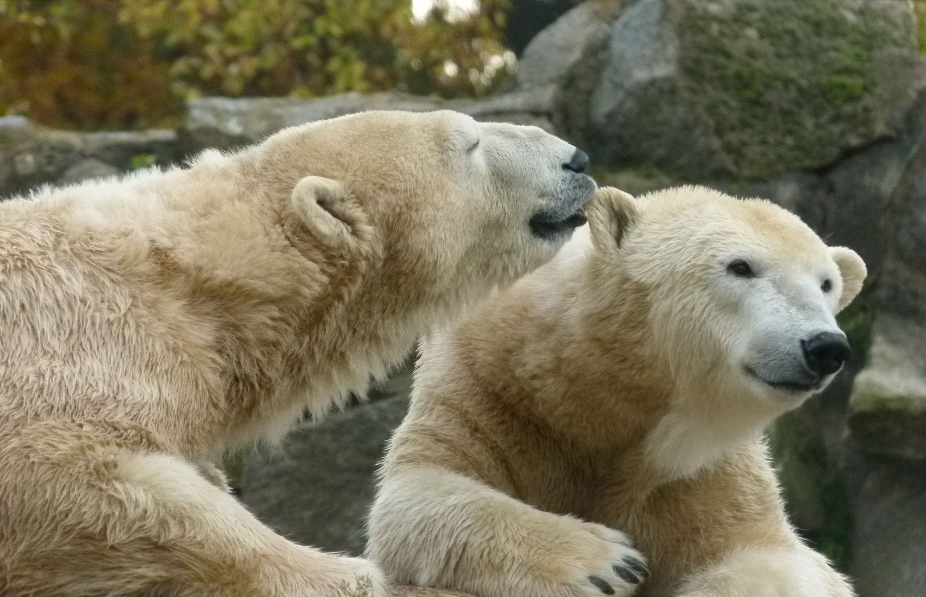 Everything you need to know about polar bears