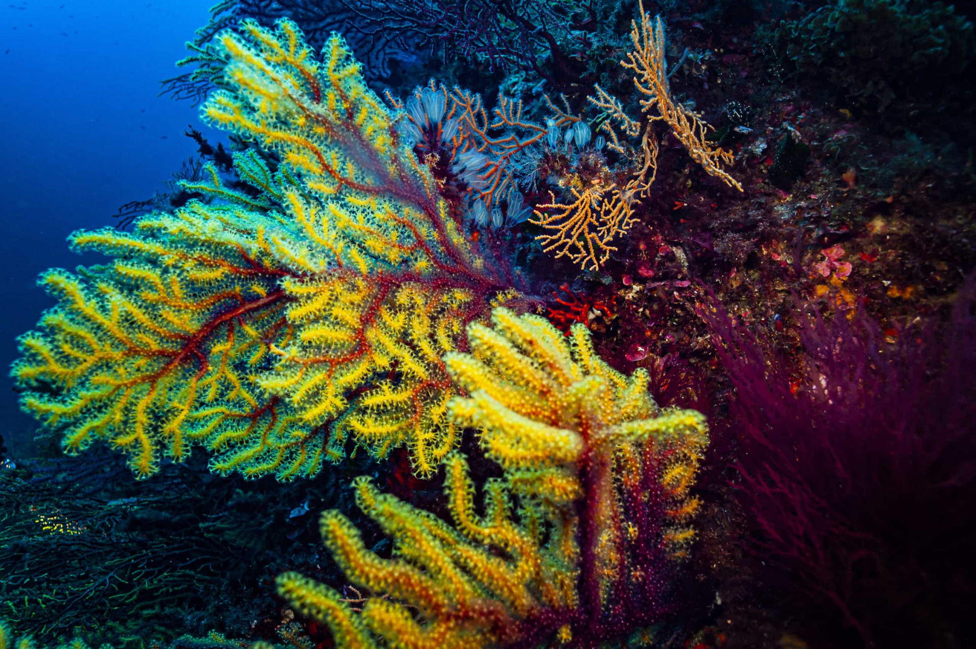 Why coral reefs are disappearing