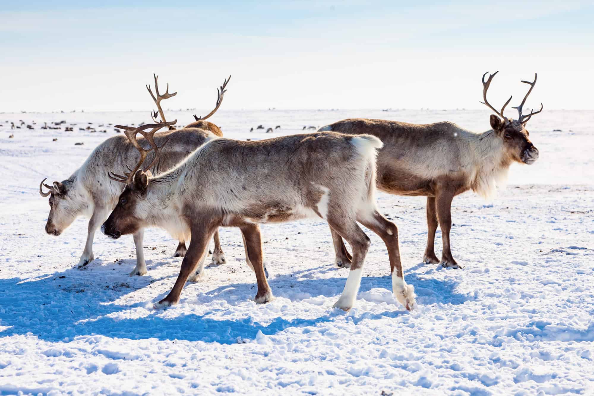 Discover the Incredible Adaptations That Help Reindeer Thrive in the Arctic