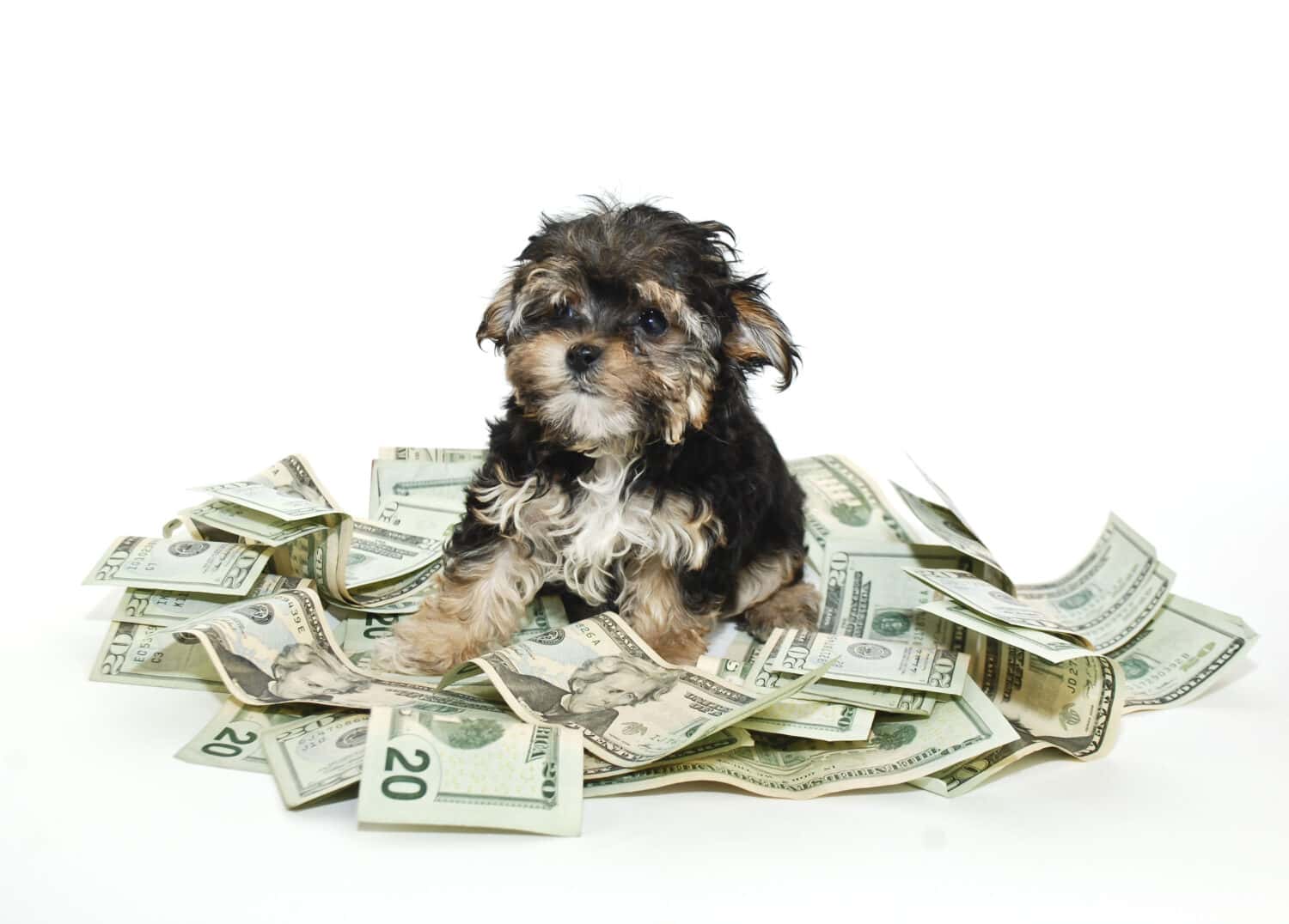 $2 Million Dog: This Luxurious Breed Fetched Big Bucks