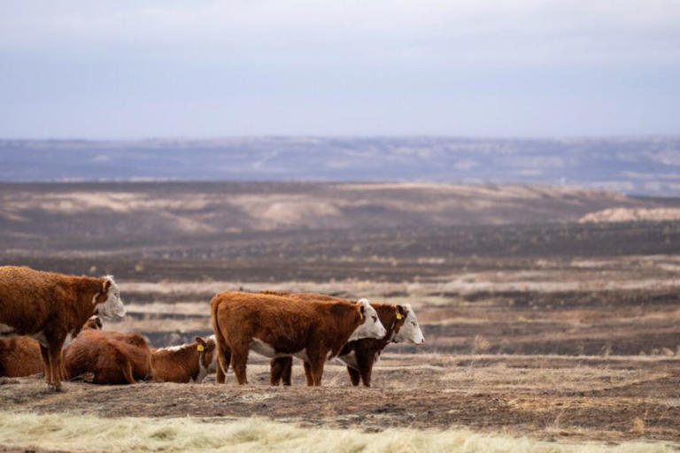 10th annual Hemphill County Texas A&M AgriLife Beef Cattle Conference ...