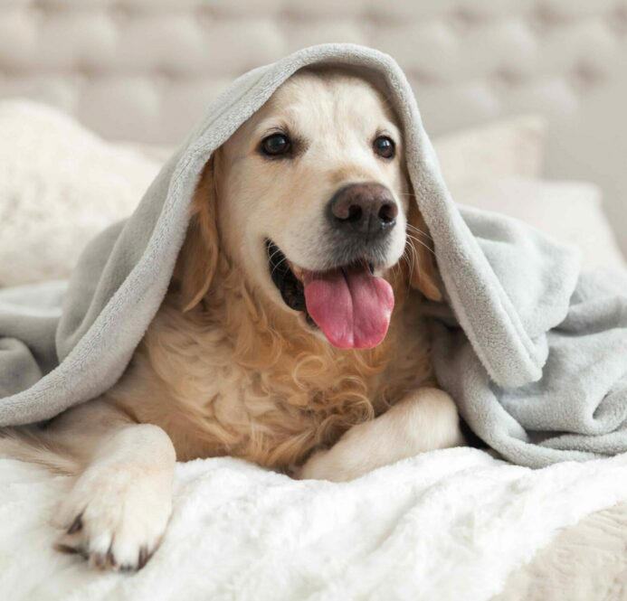Learn how to determine the right time to spay or neuter your dog