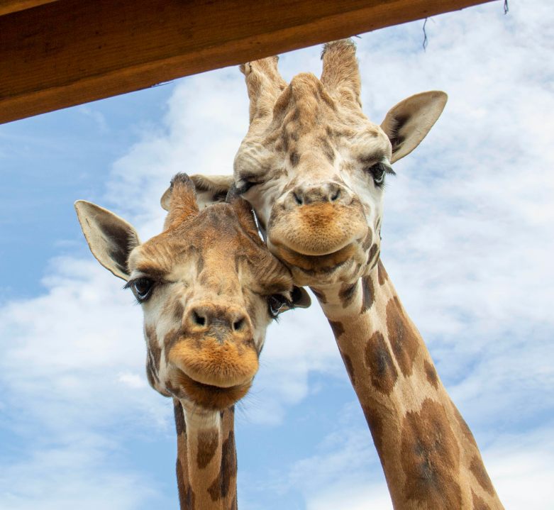 Animal Adventure opens for the season