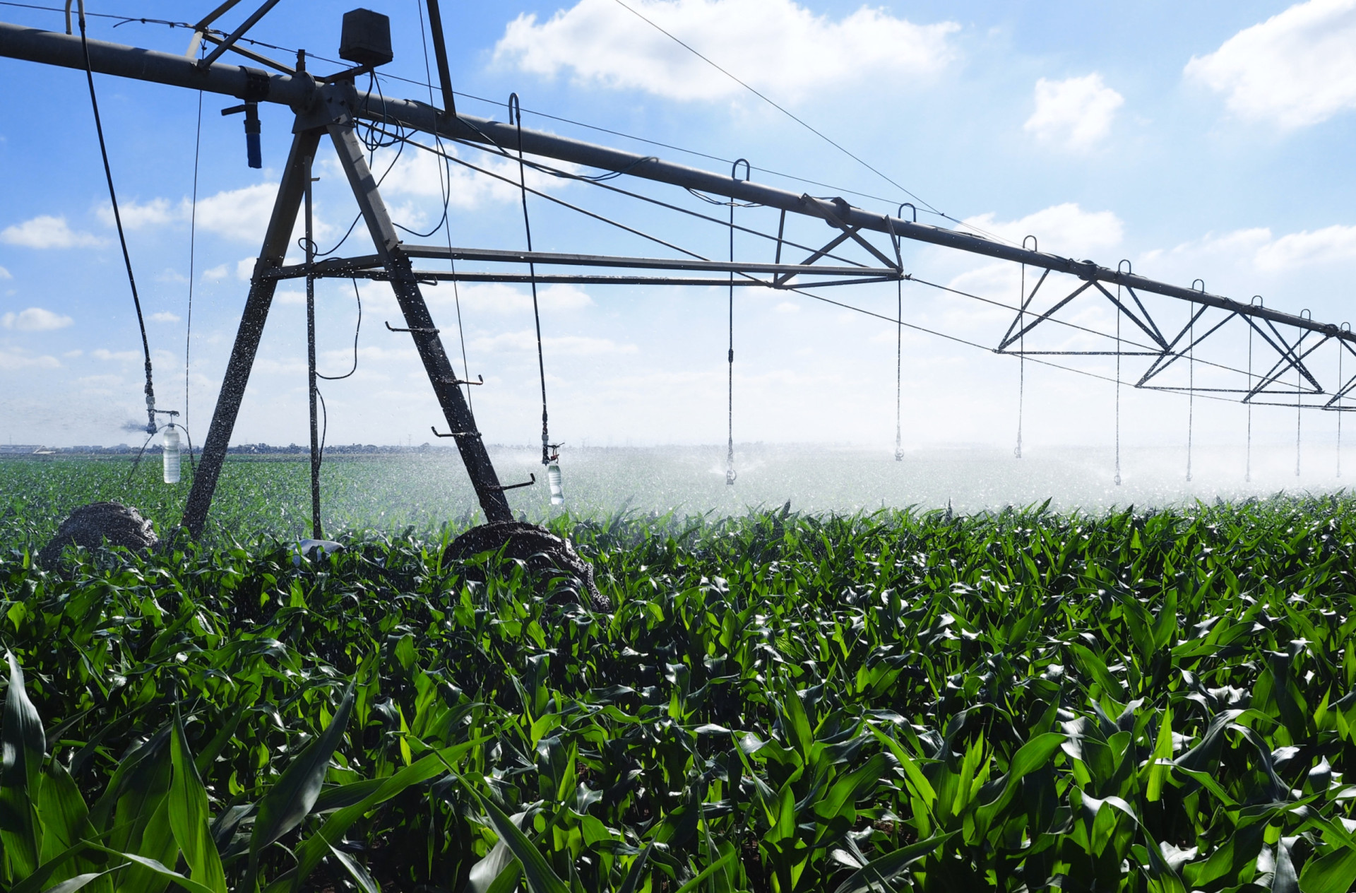 Bacteria that help humans