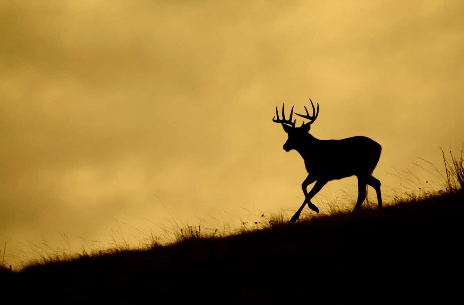 Whitetail Buck Harvested in 1992 Finally Recognized as Washington State ...